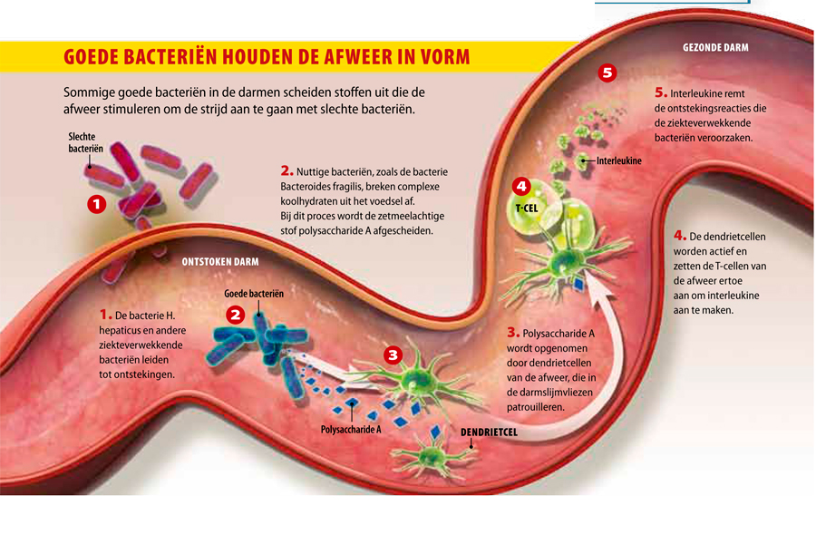 Lezing ‘Gezonde darmen en microbioom’ - GOUDasfalt